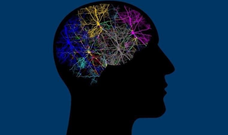 Gri madde nedir? Covid-19 geçirenlerde azaldığı tespit edildi - Son ...