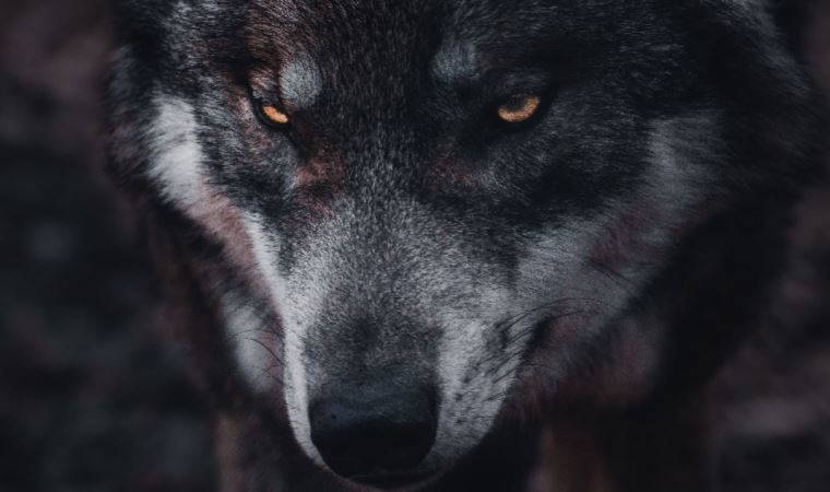 İtbarak nedir? Oğuz Kağan destanlarında geçen İtbarak'lar kimler? - Son ...