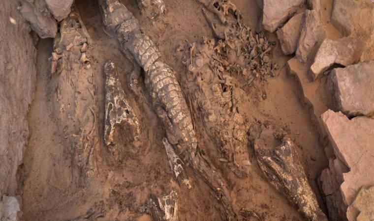 Bir antik Mısır mezarında 10 mumyalanmış timsah keşfedildi - Son Dakika ...