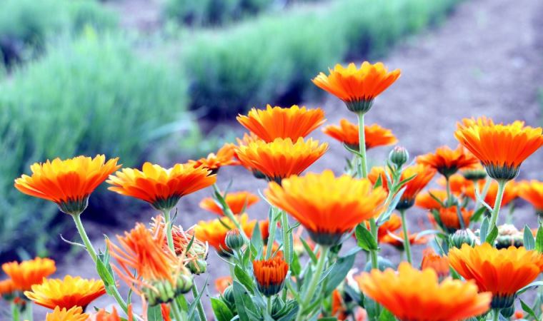 60 çeşit aromatik bitkinin yetiştirildiği yer: Trakya tarlaları - Son ...