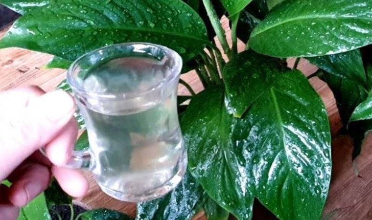 Çiçeklerin dibine yarım bardak dökmek bile yetiyor! Küsen çiçeği ...