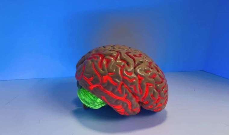 İnsan beyninin neden büyük olduğu açıklandı: Cinsellik etken faktör ...