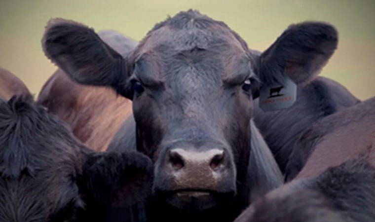 Kurban Bayramı öncesi 27 bin ithal angus geldi - Son Dakika Türkiye ...