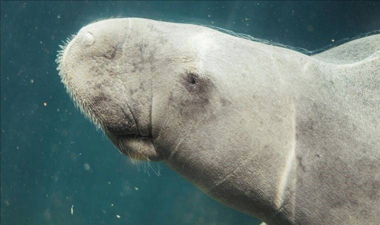 Hem timsahlar hem de köpek balıkları onu avlamış olabilir - Son Dakika ...